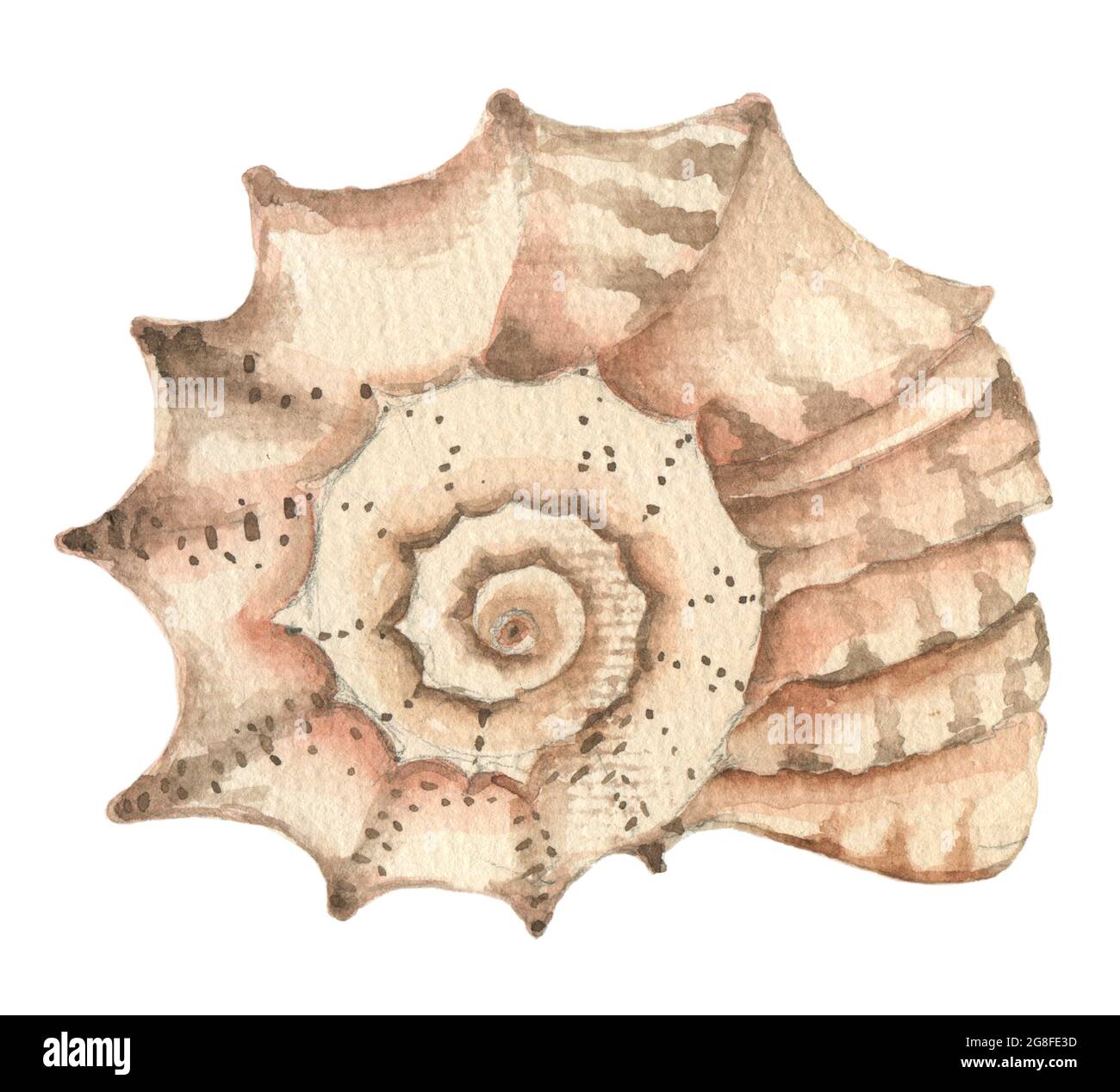Watercolor shell element Stock Photo - Alamy