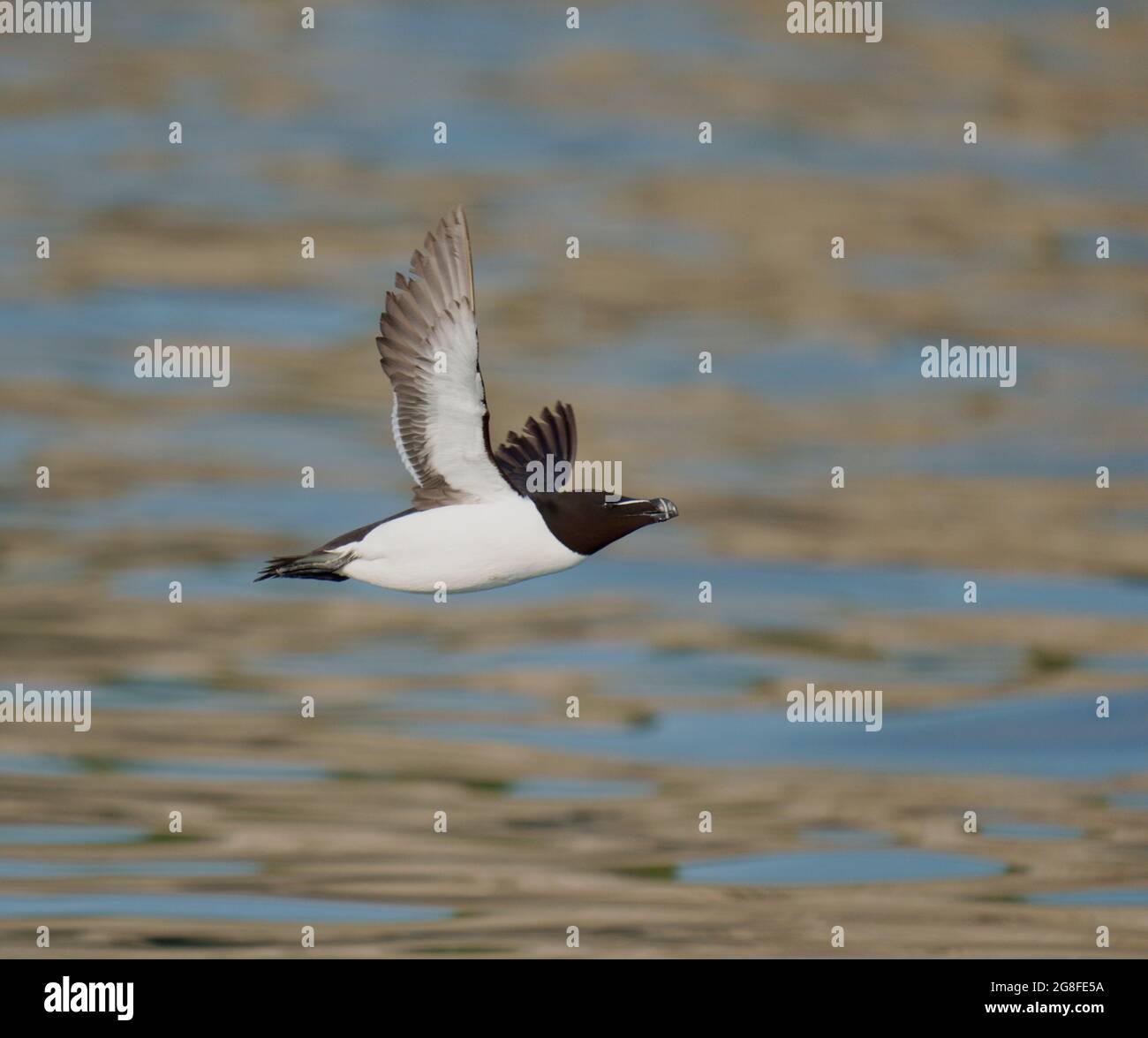 Razorbill In Flight High Resolution Stock Photography and Images - Alamy