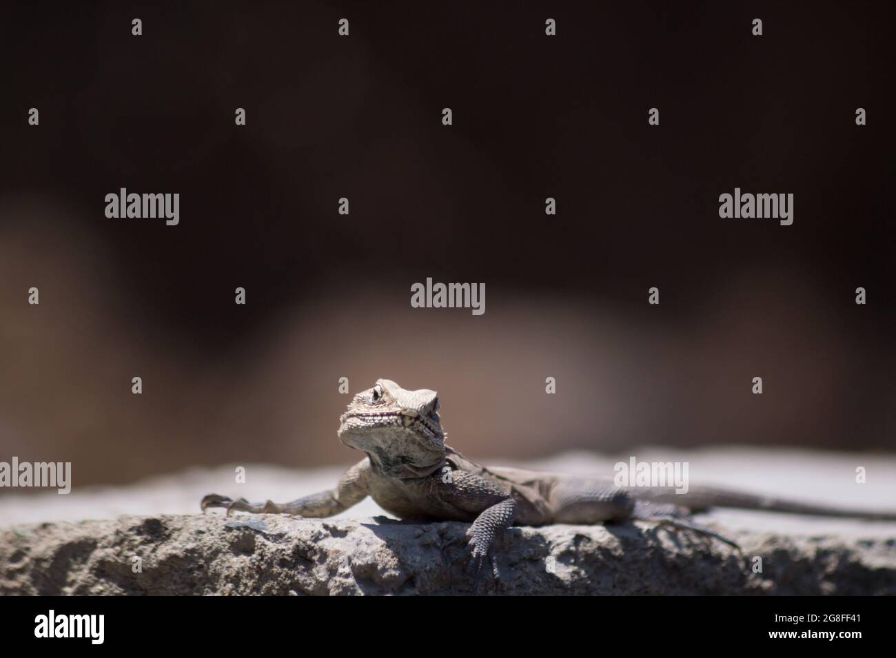 Lizard on a rock with a blurred background Stock Photo - Alamy