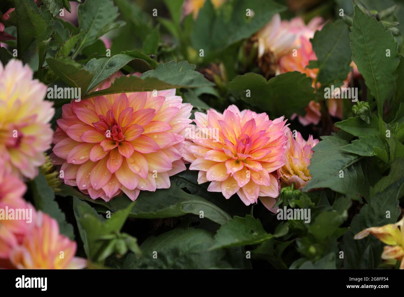 Blooming dahlia in a garden Stock Photo - Alamy