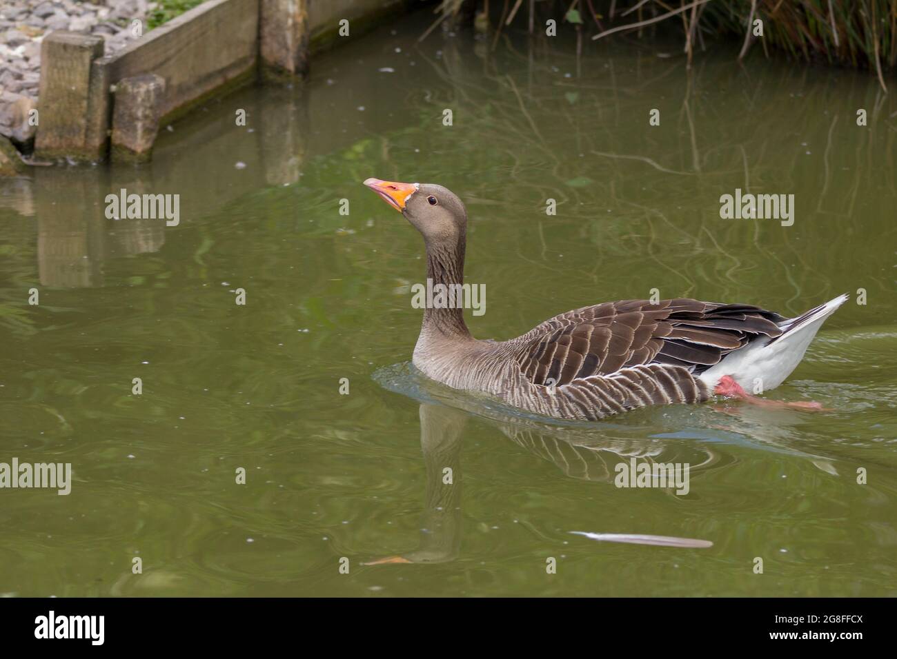Grey and pink plumage hi-res stock photography and images - Alamy