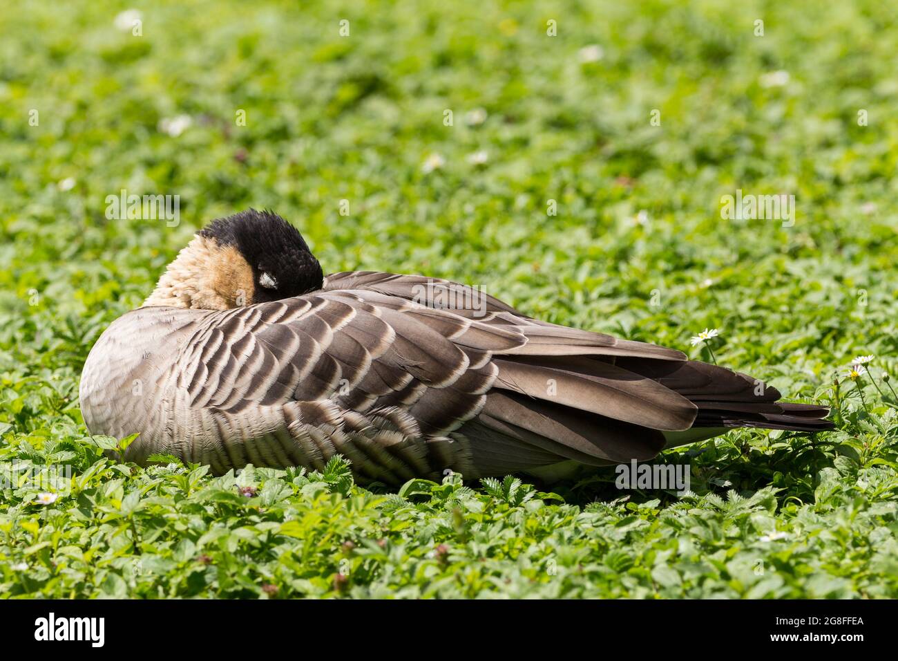 Nene goose sleeping on grass hi-res stock photography and images - Alamy