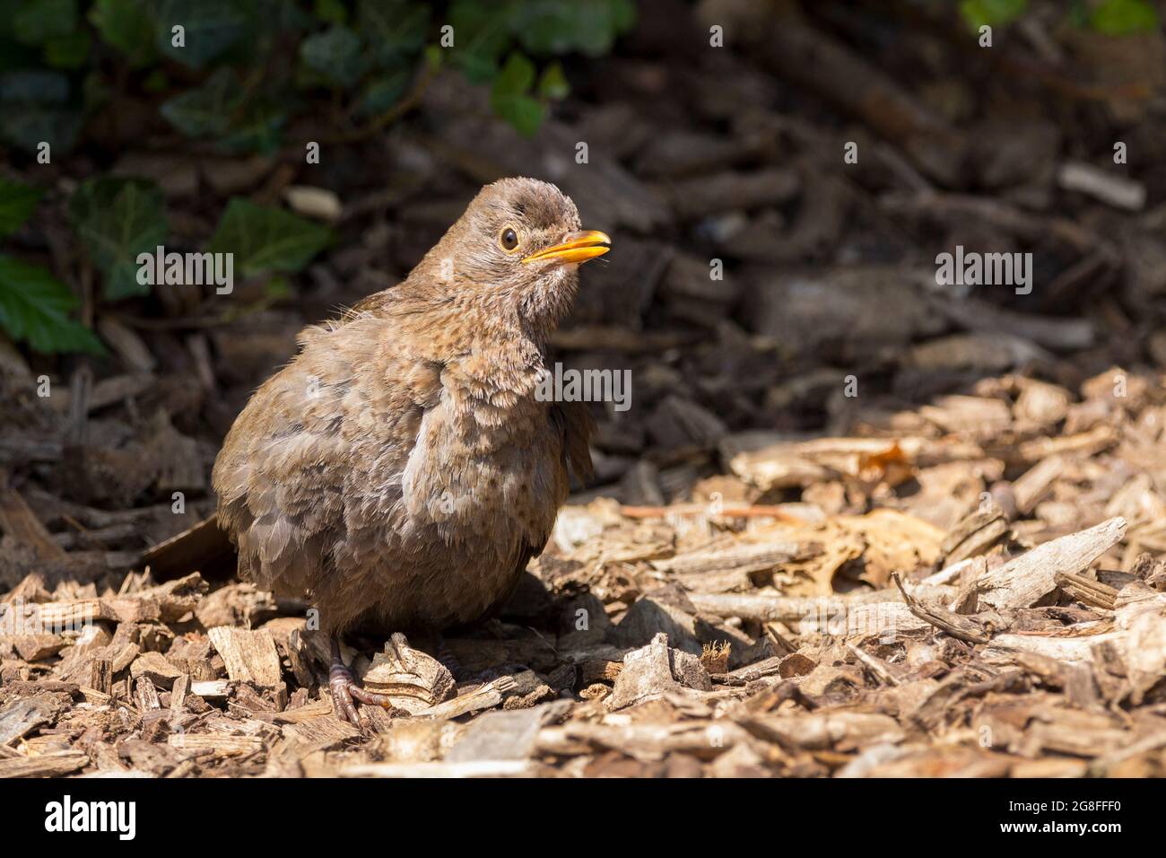 Blackbird female juvenile (Turdus merula) sunbathing on woodchips has ...
