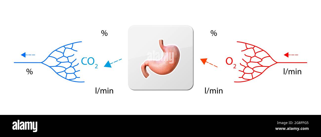 Human bloodstream - Stomach, didactic board of anatomy of blood system ...