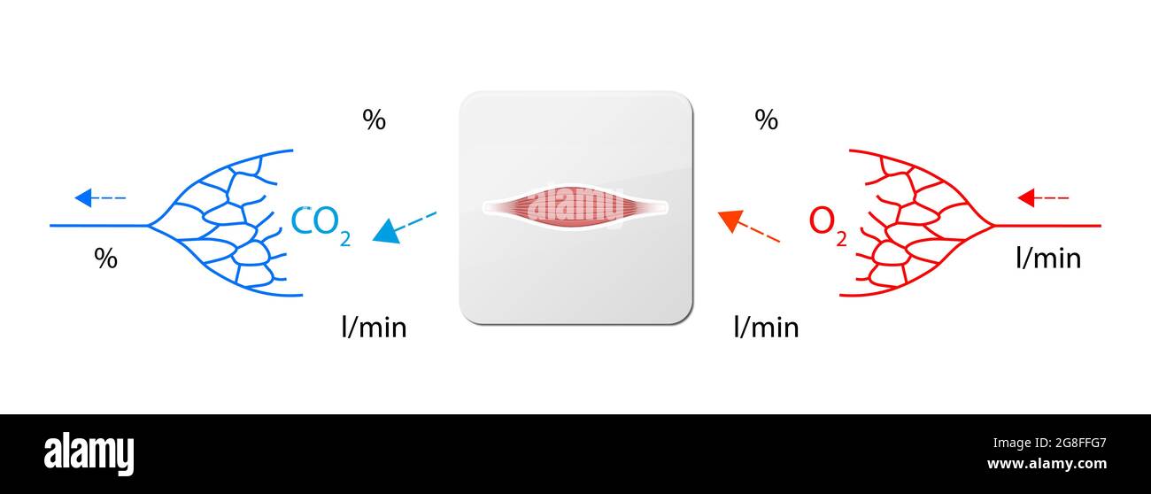 Human bloodstream - muscle didactic board of anatomy of blood system of ...