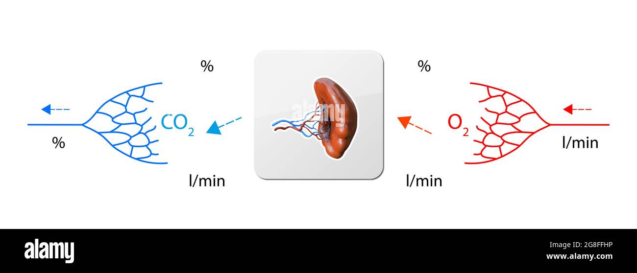 Human bloodstream - spleen, didactic board of anatomy of blood system ...