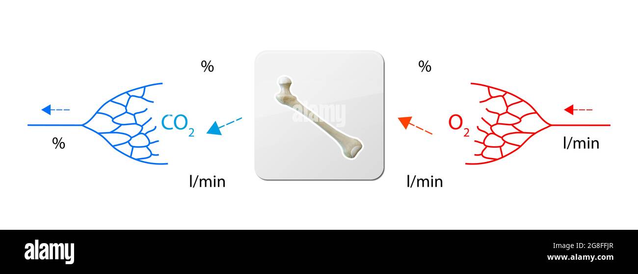 Human bloodstream - bone, didactic board of anatomy of blood system of ...