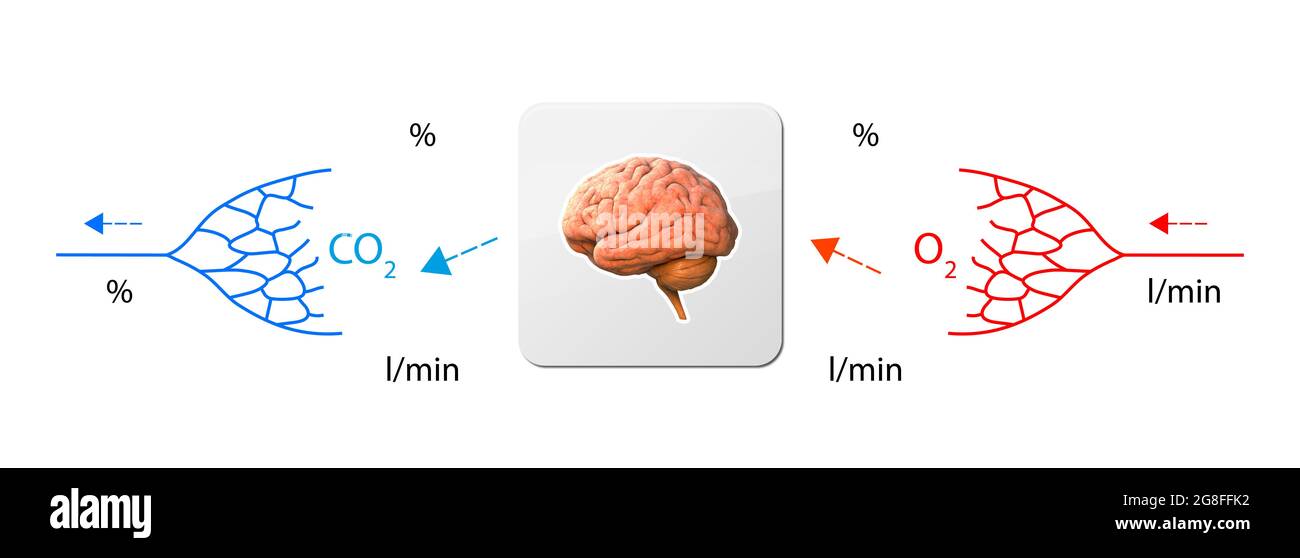 Human bloodstream - brain, didactic board of anatomy of blood system of ...