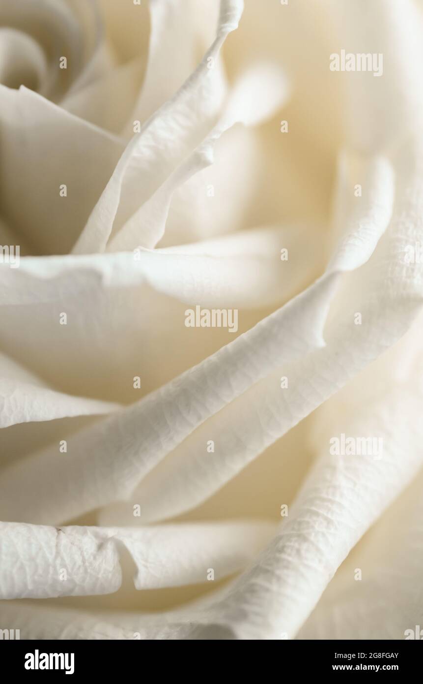 Cream coloured rose hi-res stock photography and images - Alamy