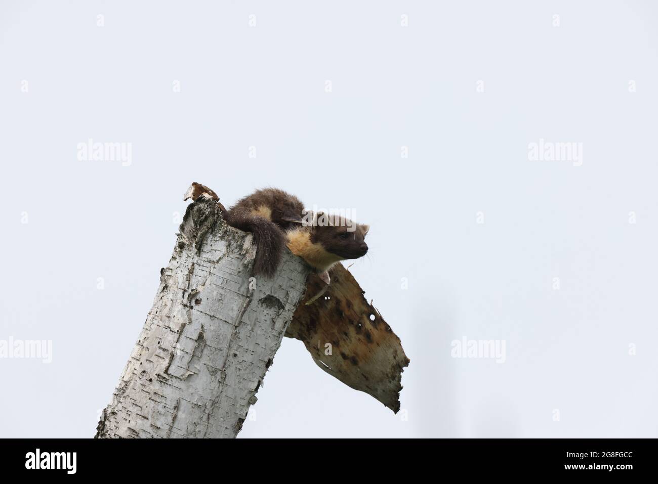 European pine marten (Martes martes) Usedom Germany Stock Photo - Alamy