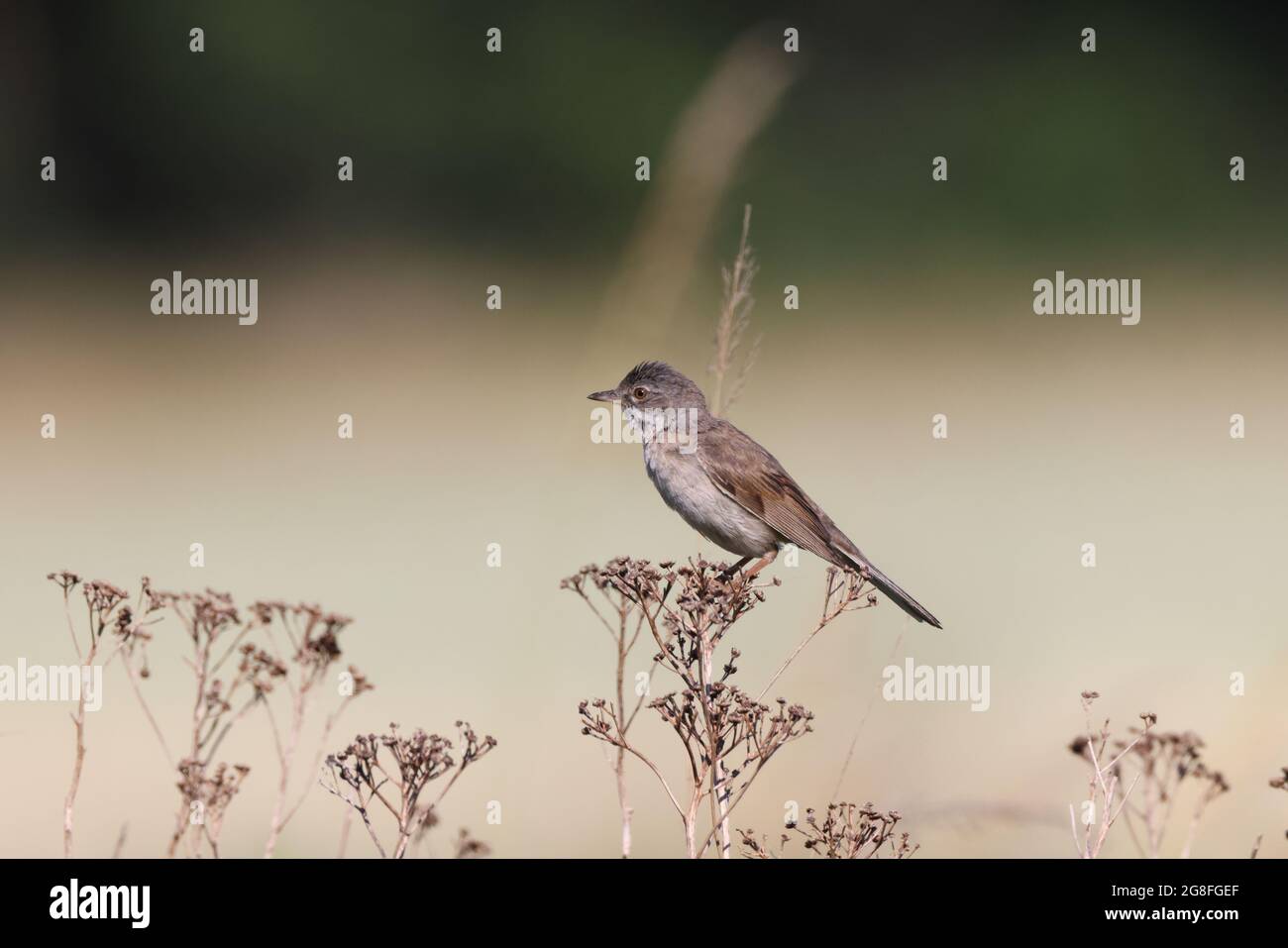 common whitethroat or greater whitethroat (Curruca communis) germany ...