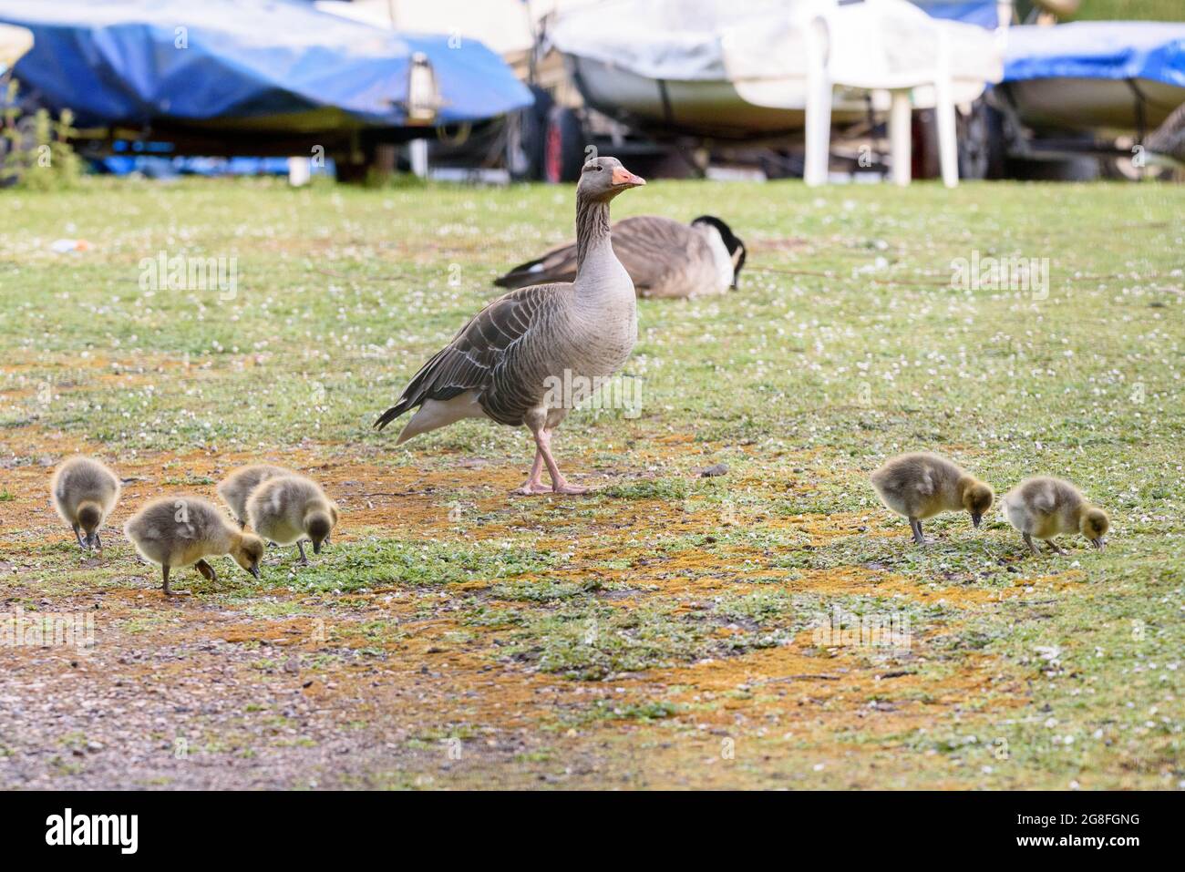 Chicks family gosling land hi-res stock photography and images - Alamy