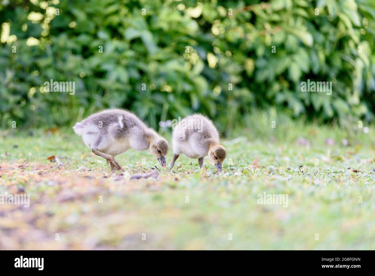 Closeup two adorable goslings hi-res stock photography and images - Alamy