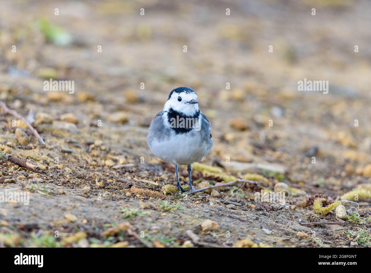 Brown wagtail hi-res stock photography and images - Alamy