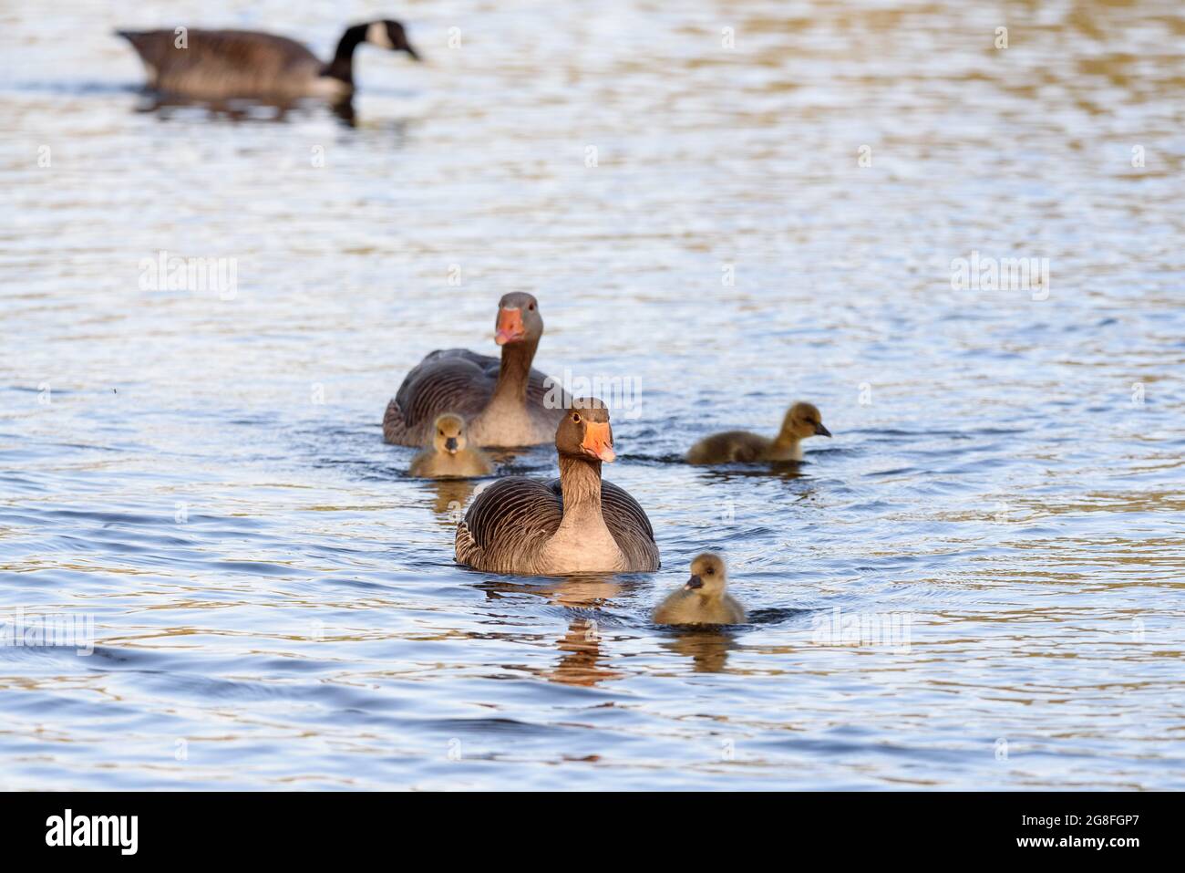 A family of greylag geese and goslings swimming / floating in lake ...