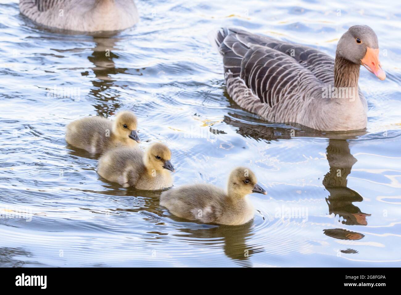 A family of greylag geese and goslings swimming / floating in lake ...