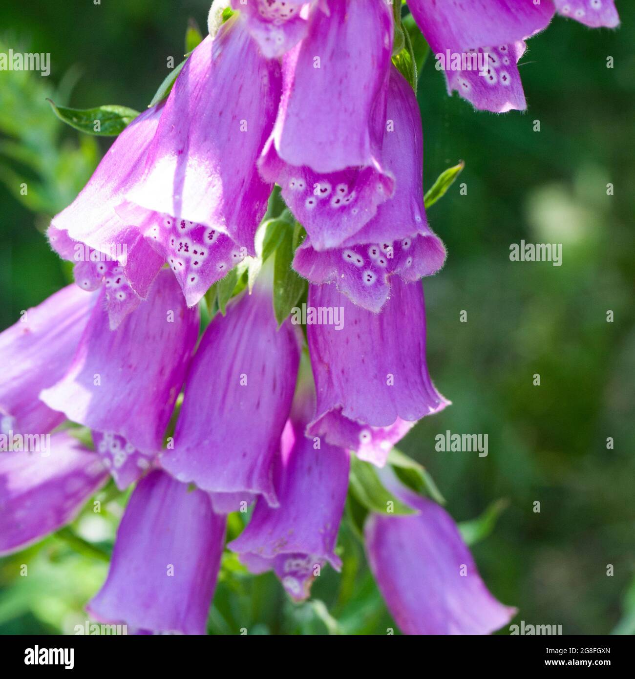 Foxglove plant, (Digitalis purpurea).UK Stock Photo - Alamy