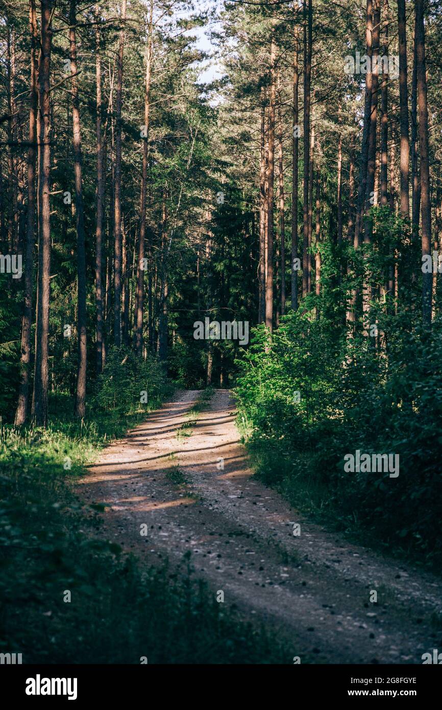 Vertical shot of a narrow path through a forest Stock Photo - Alamy