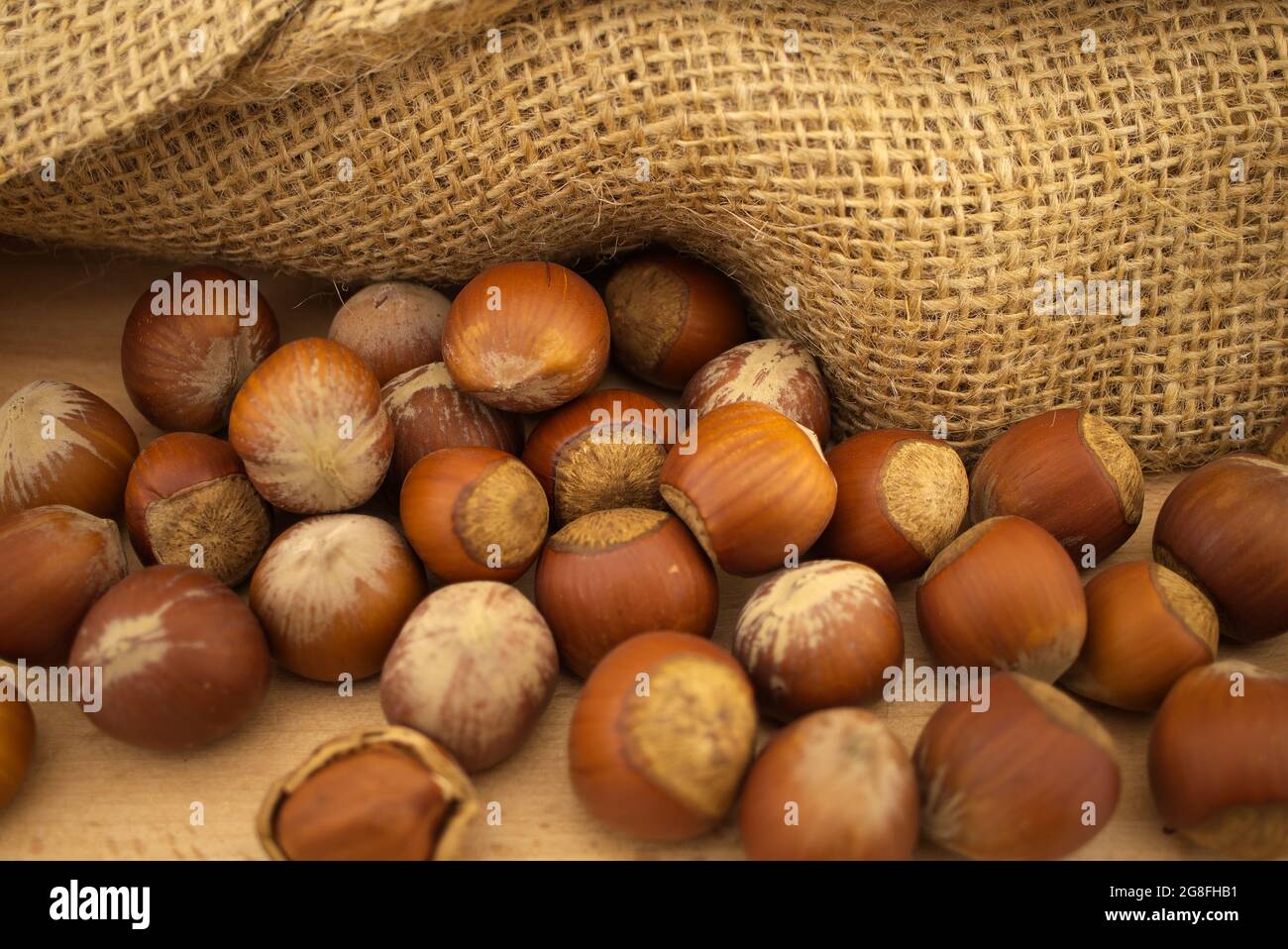 Fresh raw unshelled hazelnuts beside the jute material sack on a wooden ...