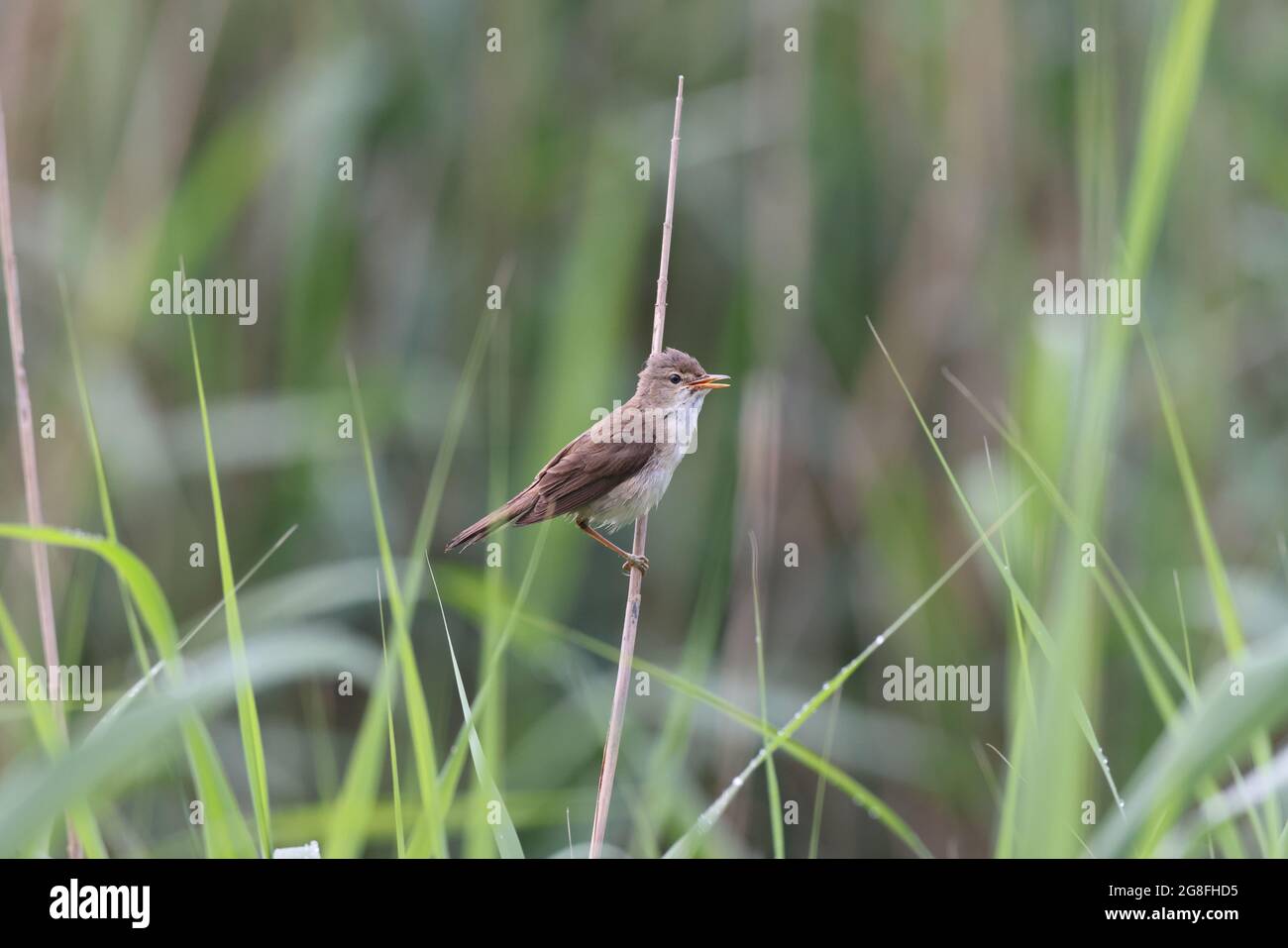 Eurasian reed warbler, or just reed warbler (Acrocephalus scirpaceus ...