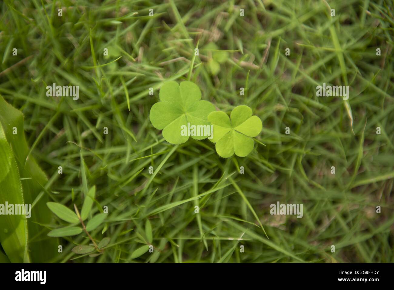 Four leaf clover and flower hi-res stock photography and images - Alamy