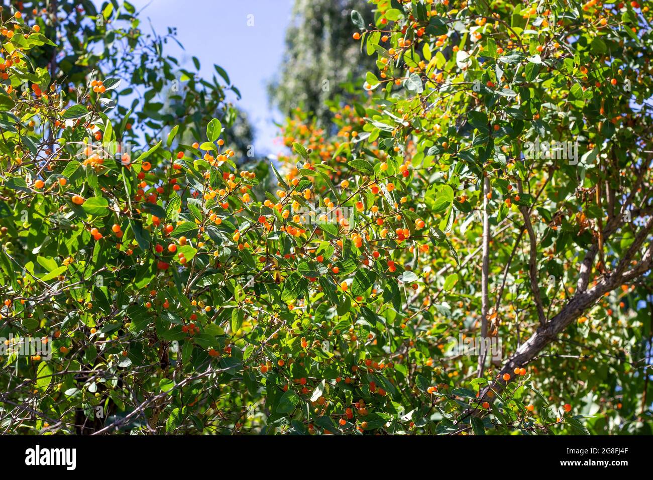 Orange berries garden plant hi-res stock photography and images - Alamy