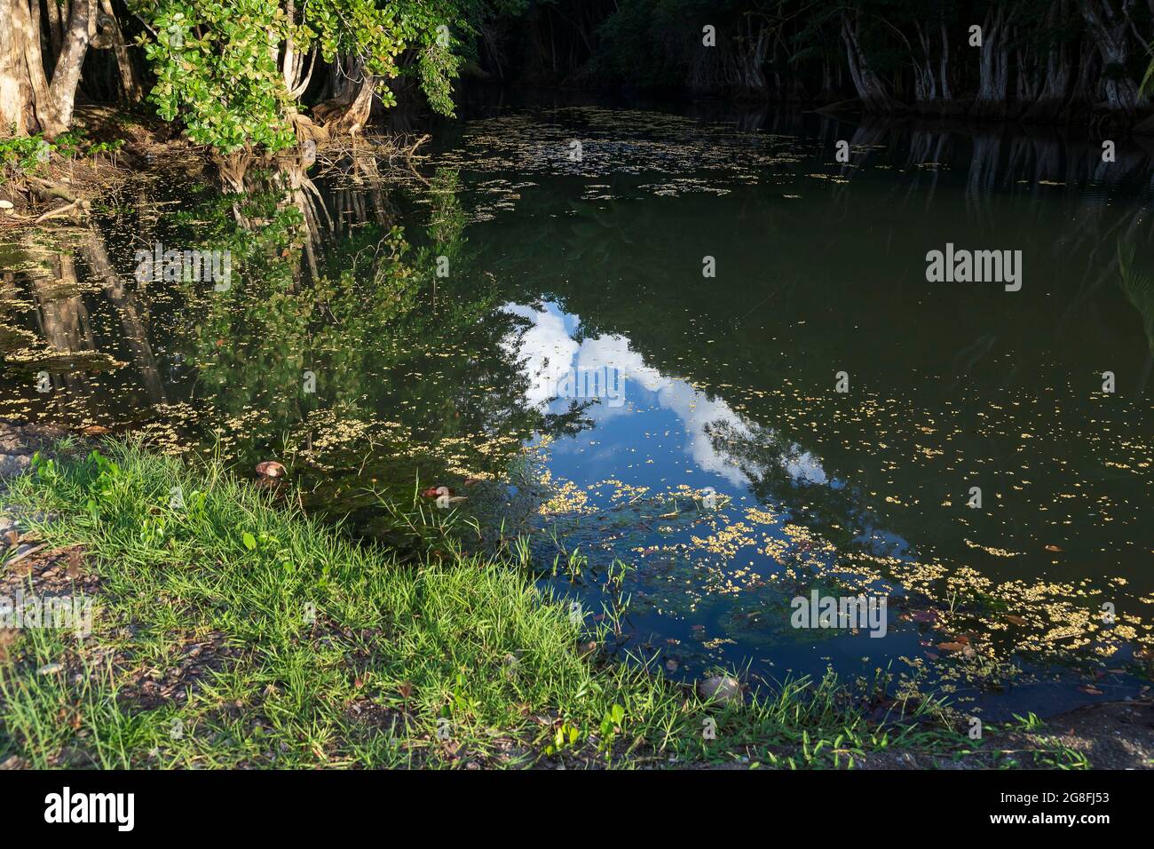 Brackish water hi-res stock photography and images - Alamy