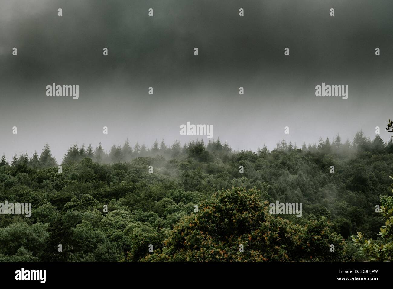 Mist over treetops hi-res stock photography and images - Alamy