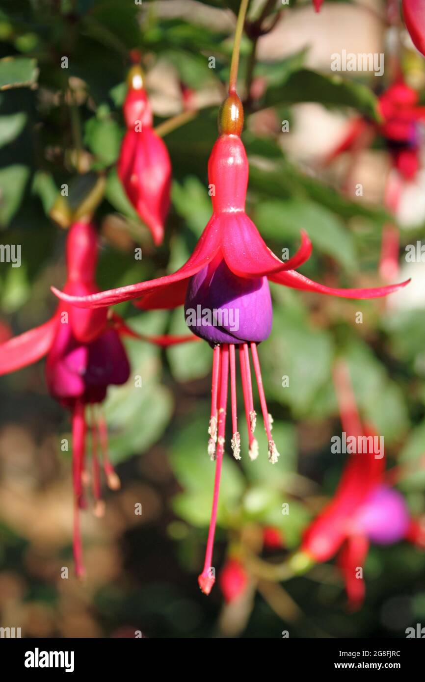 Fushia close up hi-res stock photography and images - Alamy