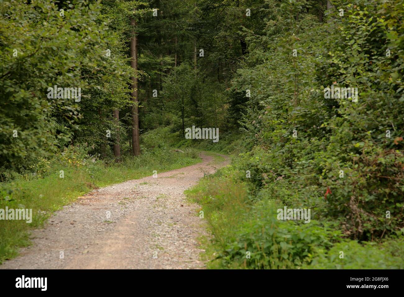 Summer forest path after the rain Stock Photo - Alamy