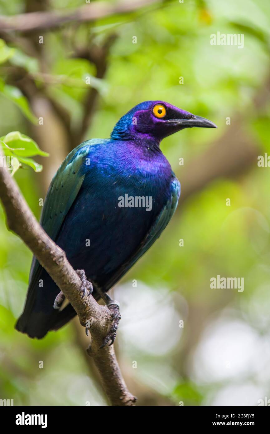 a Purple starling (Lamprotornis purpureus) is a member of the starling ...