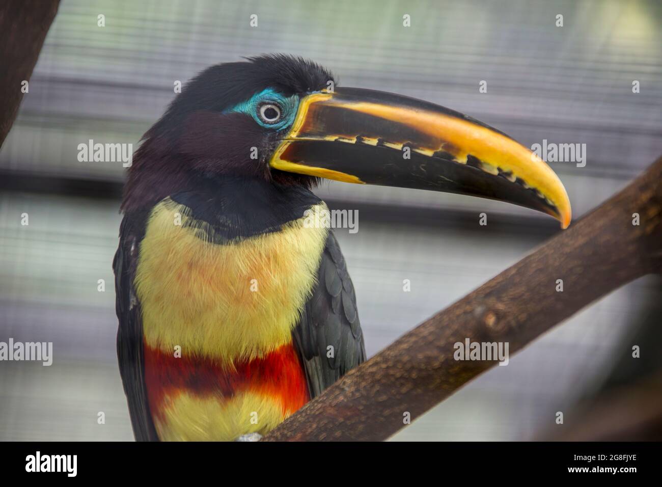 The chestnut-eared aracari (Pteroglossus castanotis), is a bird native ...