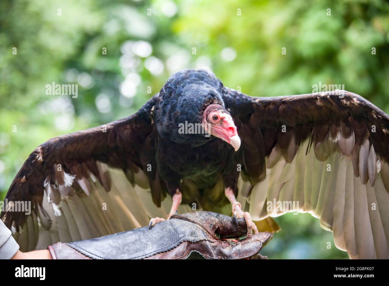 Raptor scavenger carrion everglades hi-res stock photography and images ...