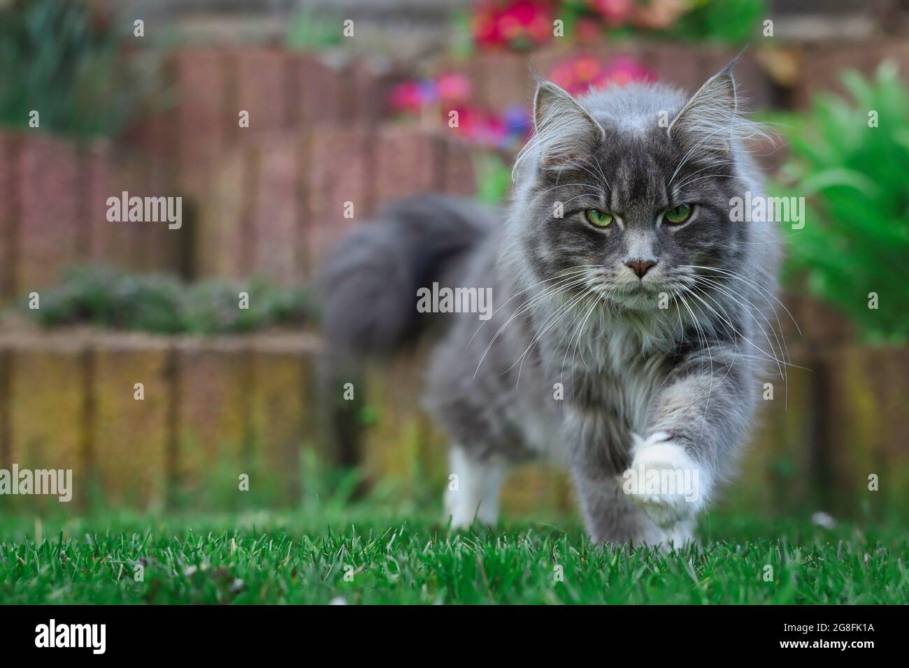 Blue Tabby Maine Coon Cat with Serious Look Walks Towards Camera in the ...