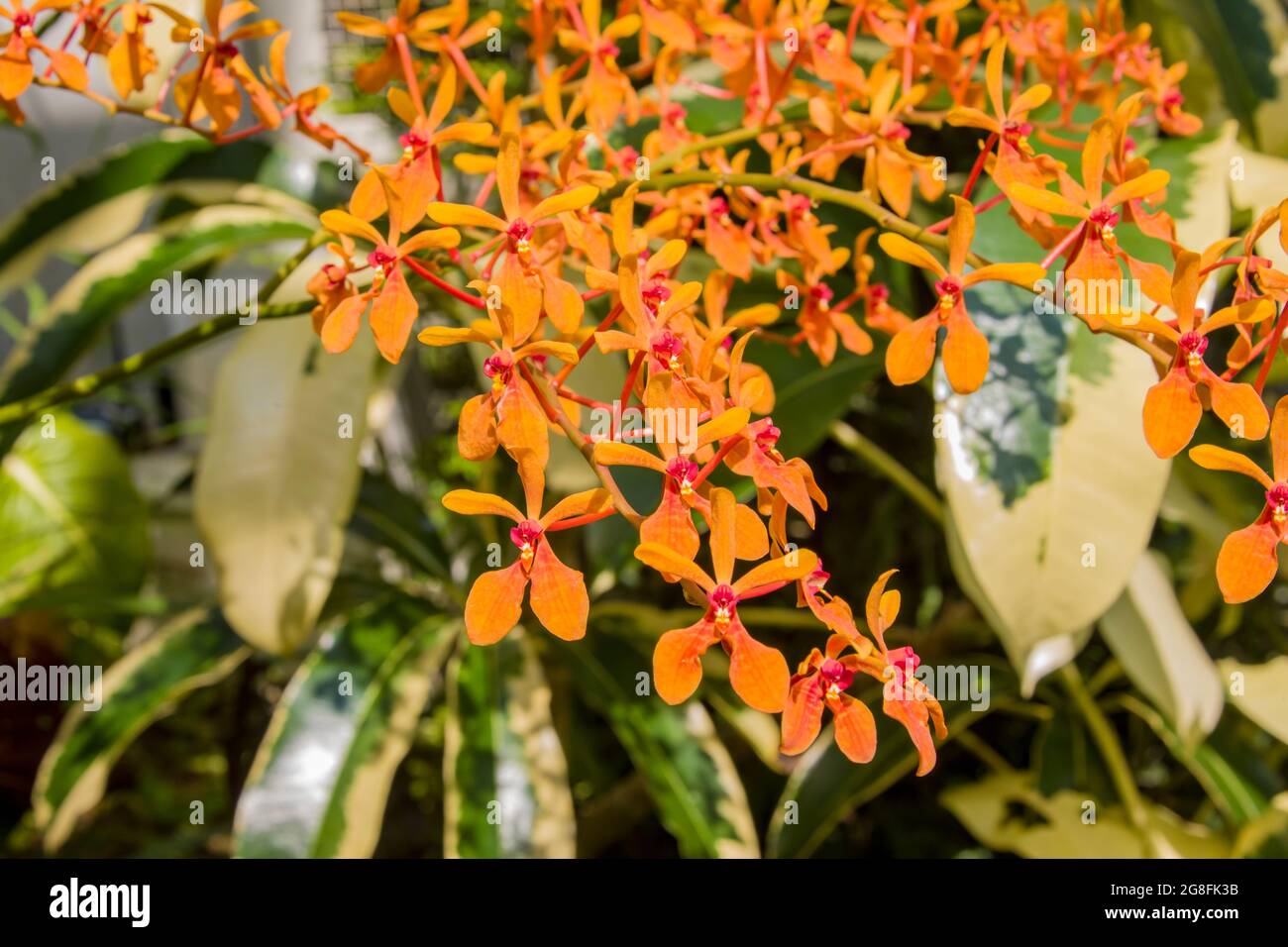 The photo of orchid: Renanthera Kalsom 'Orange'. It is a clone from a ...
