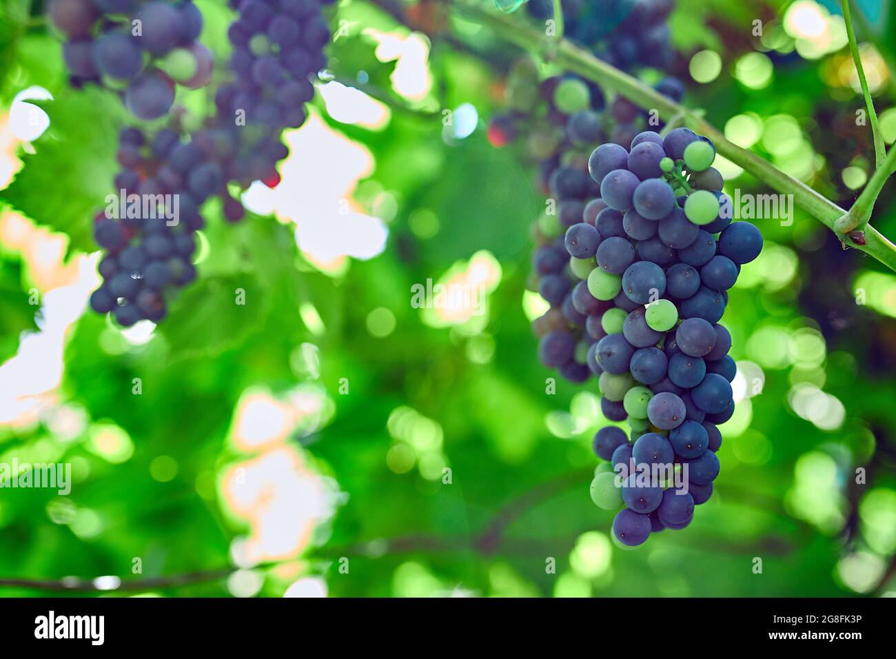 A bunch of grapes ready for picking in a vineyard, Concept of growing ...