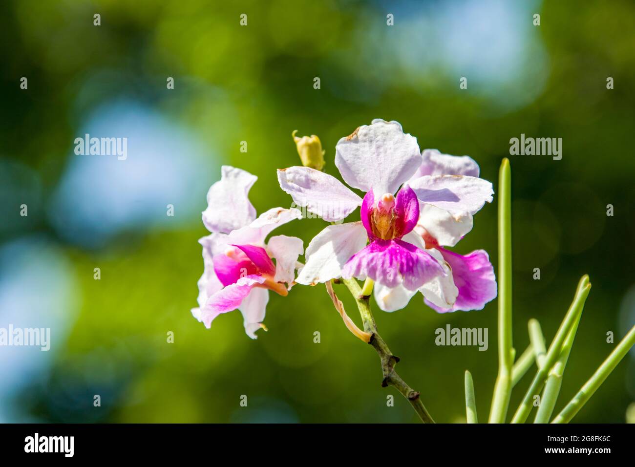 What Is Singapore S National Flower at Steve Yorke blog