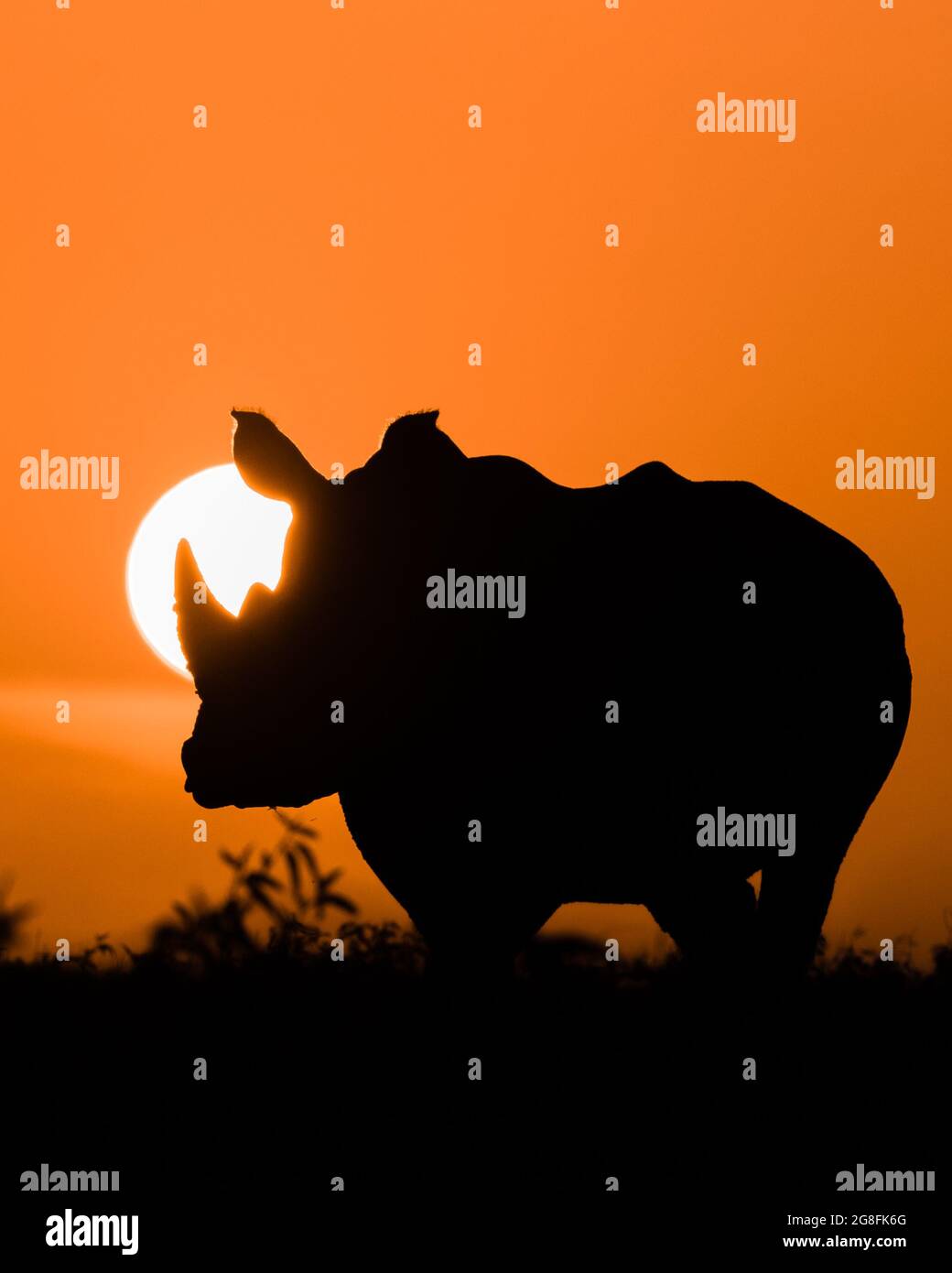 This rhino stood in front of the sun - piercing it with his horn ...