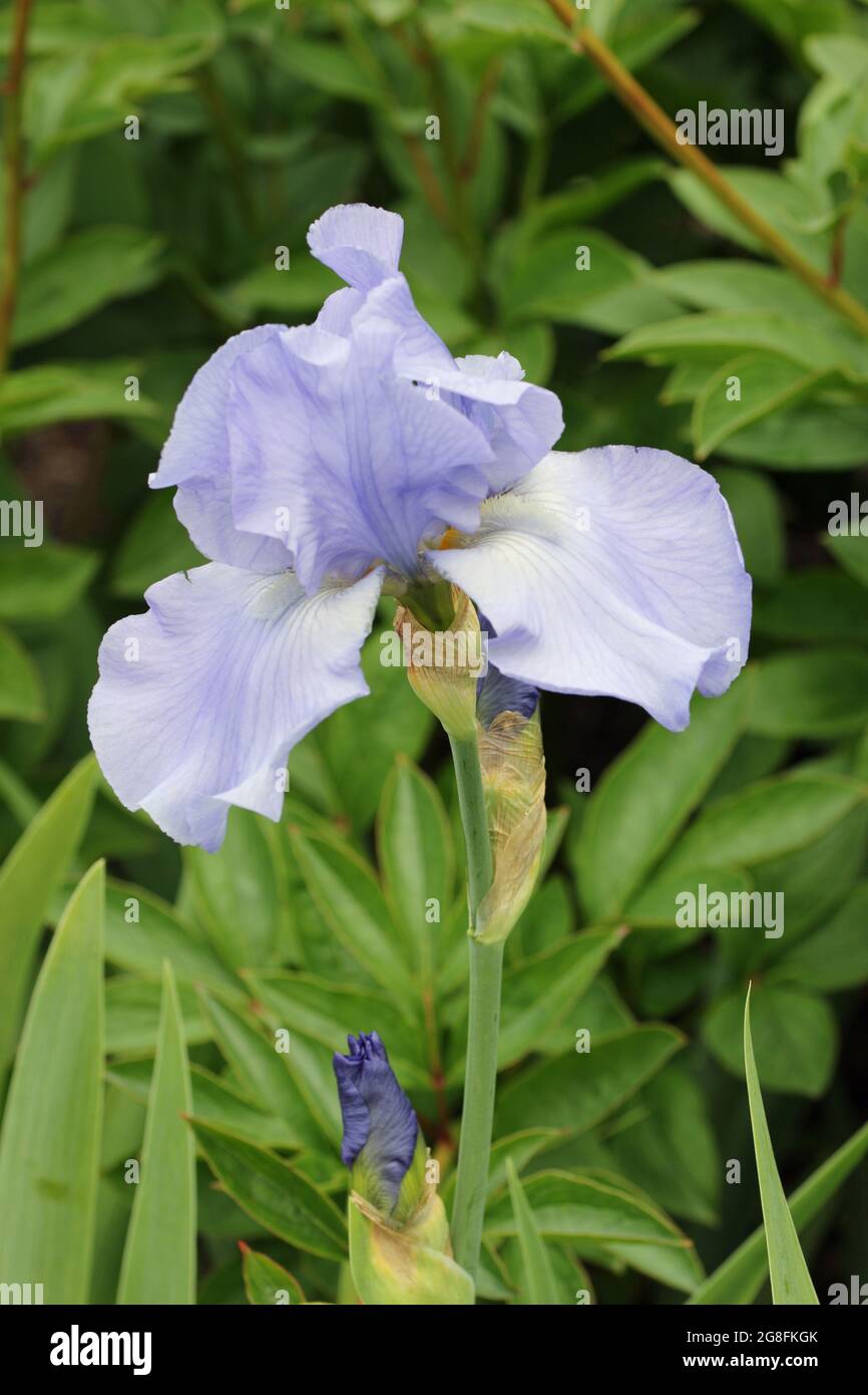 Tall blue bearded iris, Iris germanica variety Crystal Blue, flower ...