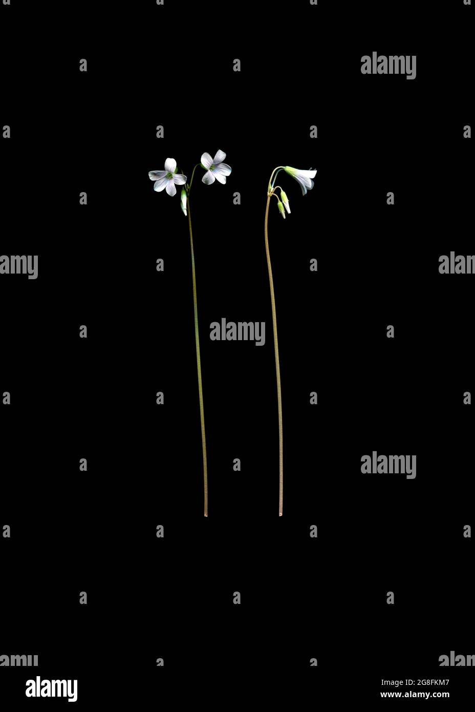 Three white flowers on slender stems, of the houseplant Oxalis ...