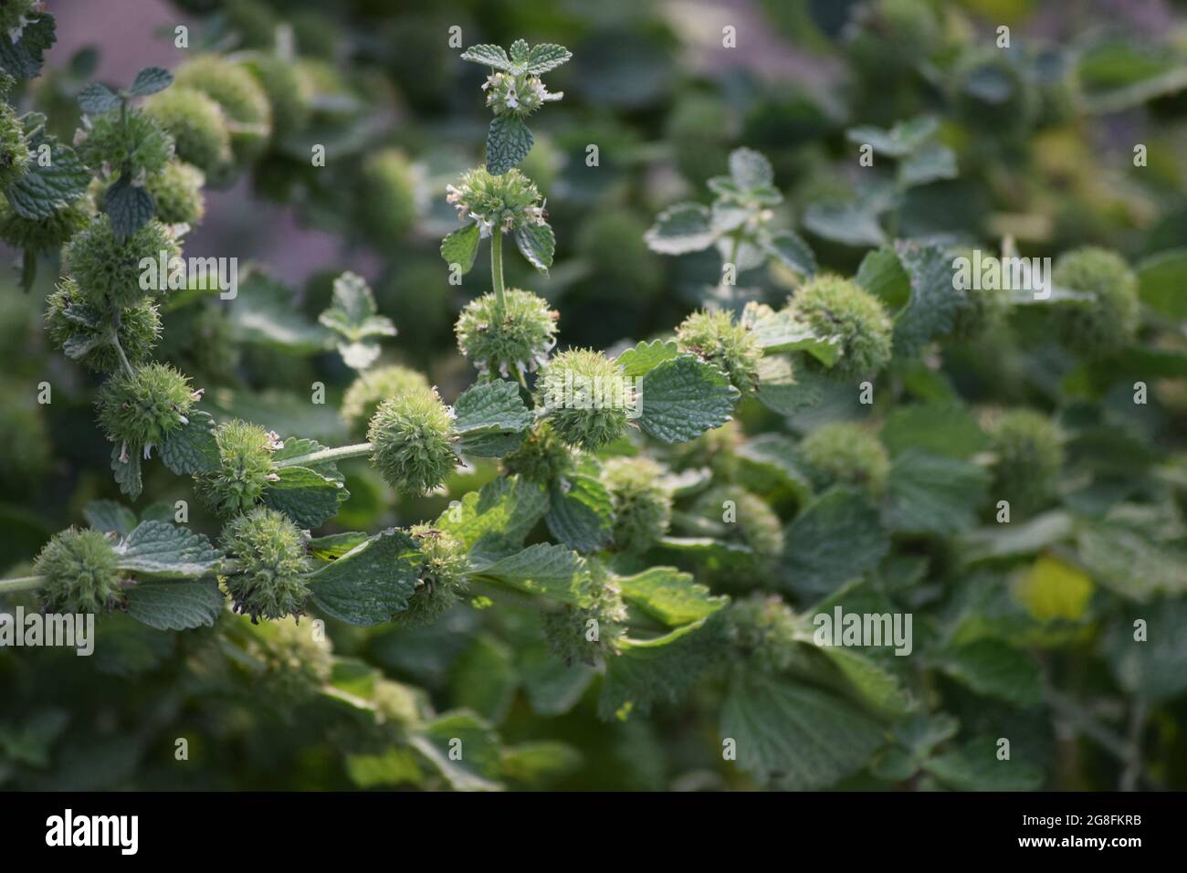 typical Look of common Horehound Stock Photo - Alamy