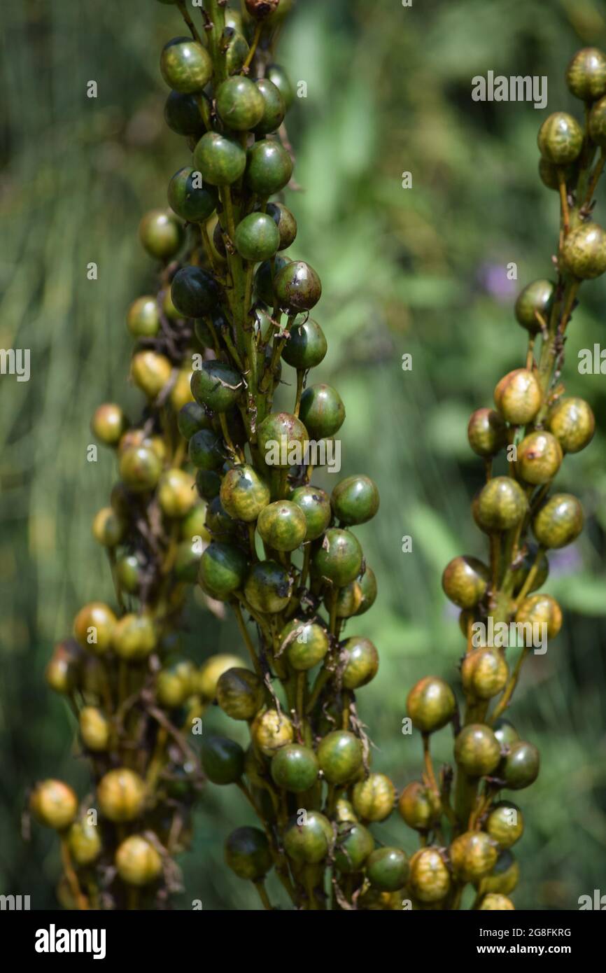 Fruits of the white Asphodel Stock Photo - Alamy