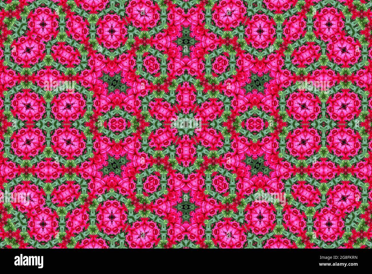 Shocking pink roses hi-res stock photography and images - Alamy