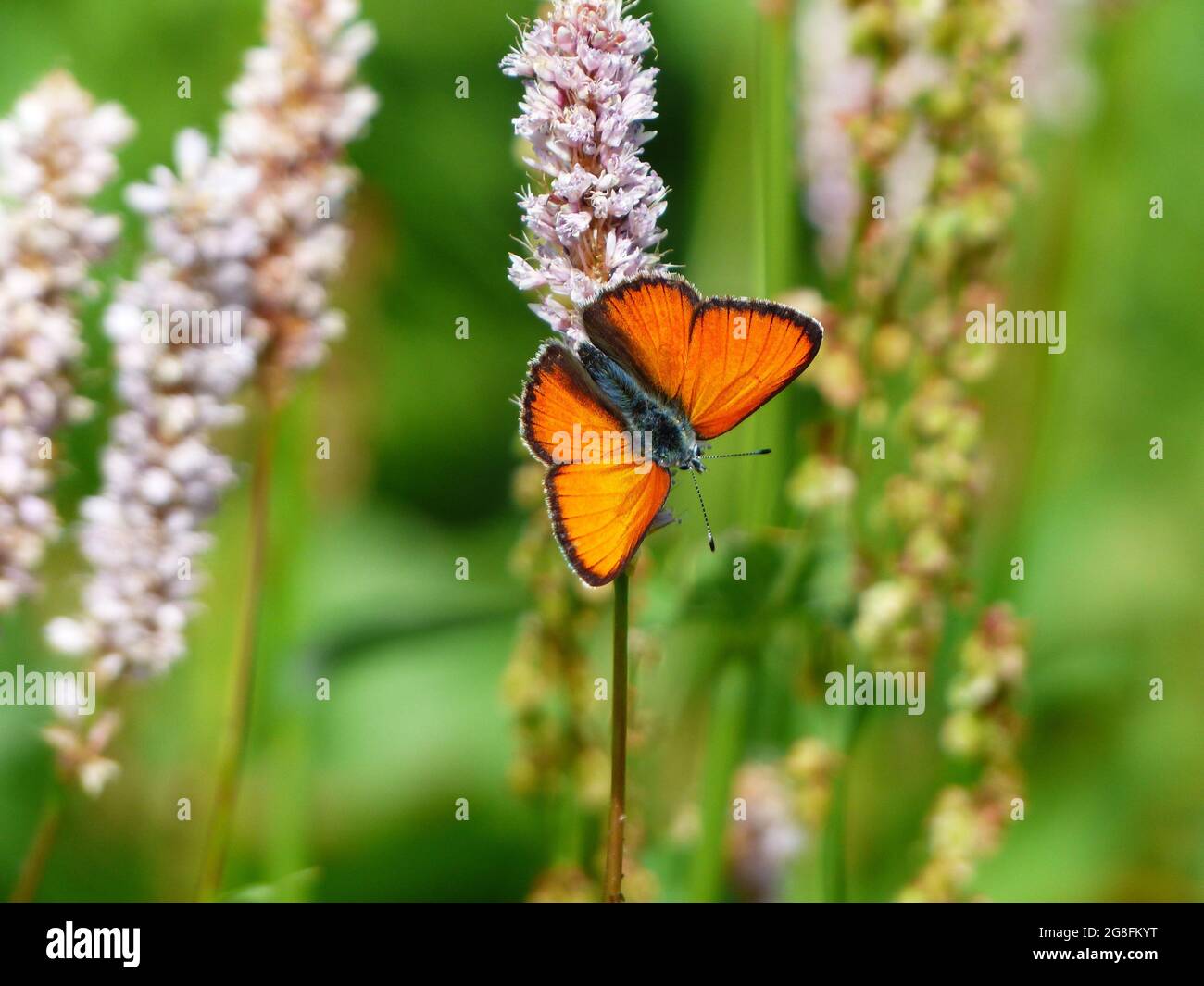 Fluttering Beauty: A Series of Captivating Butterfly Photographs from ...
