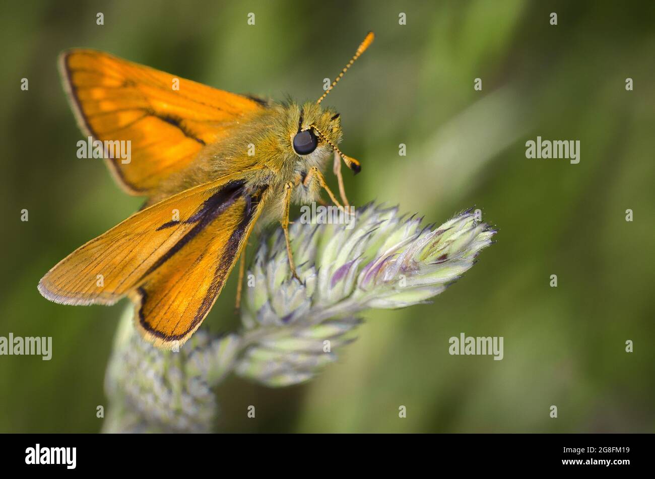 Butterflies in natural environments hi-res stock photography and images ...
