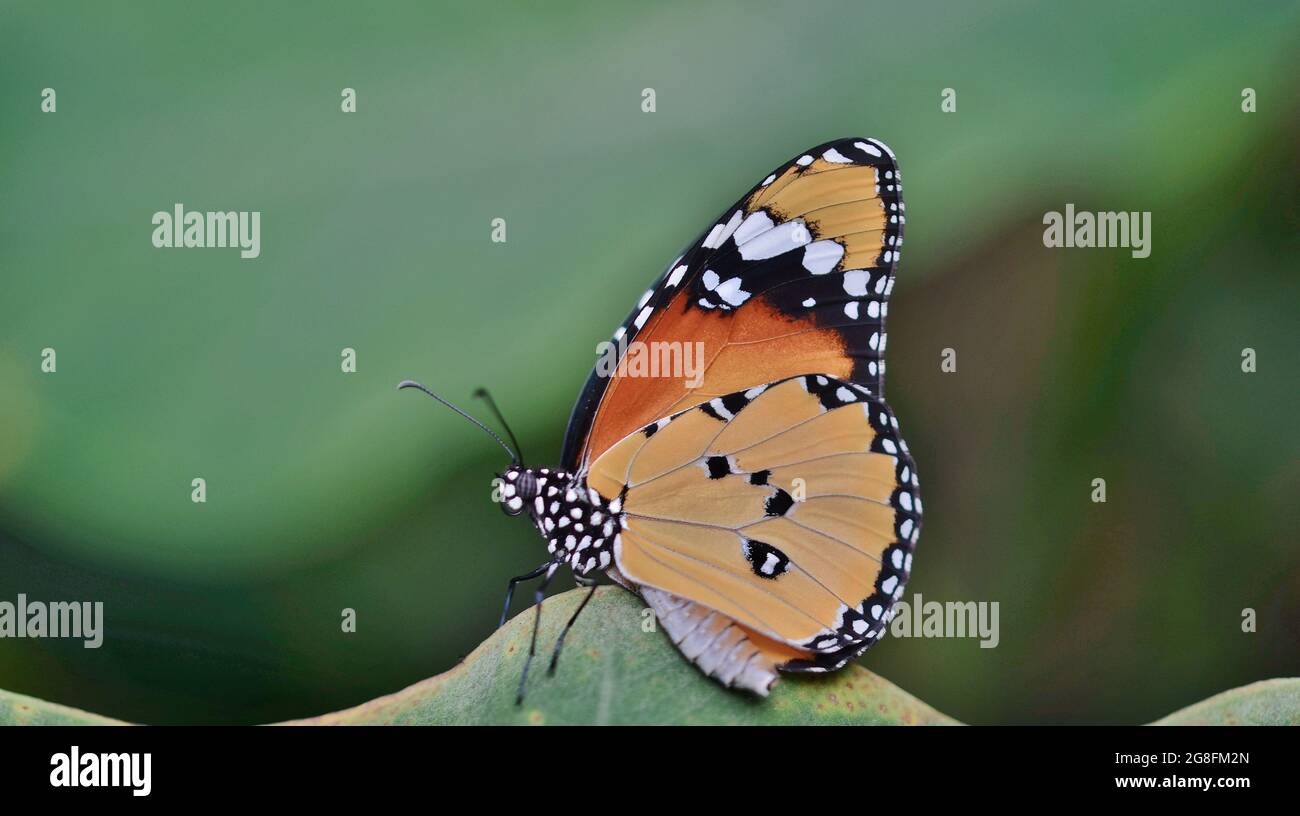 Exotic butterfly species hi-res stock photography and images - Alamy