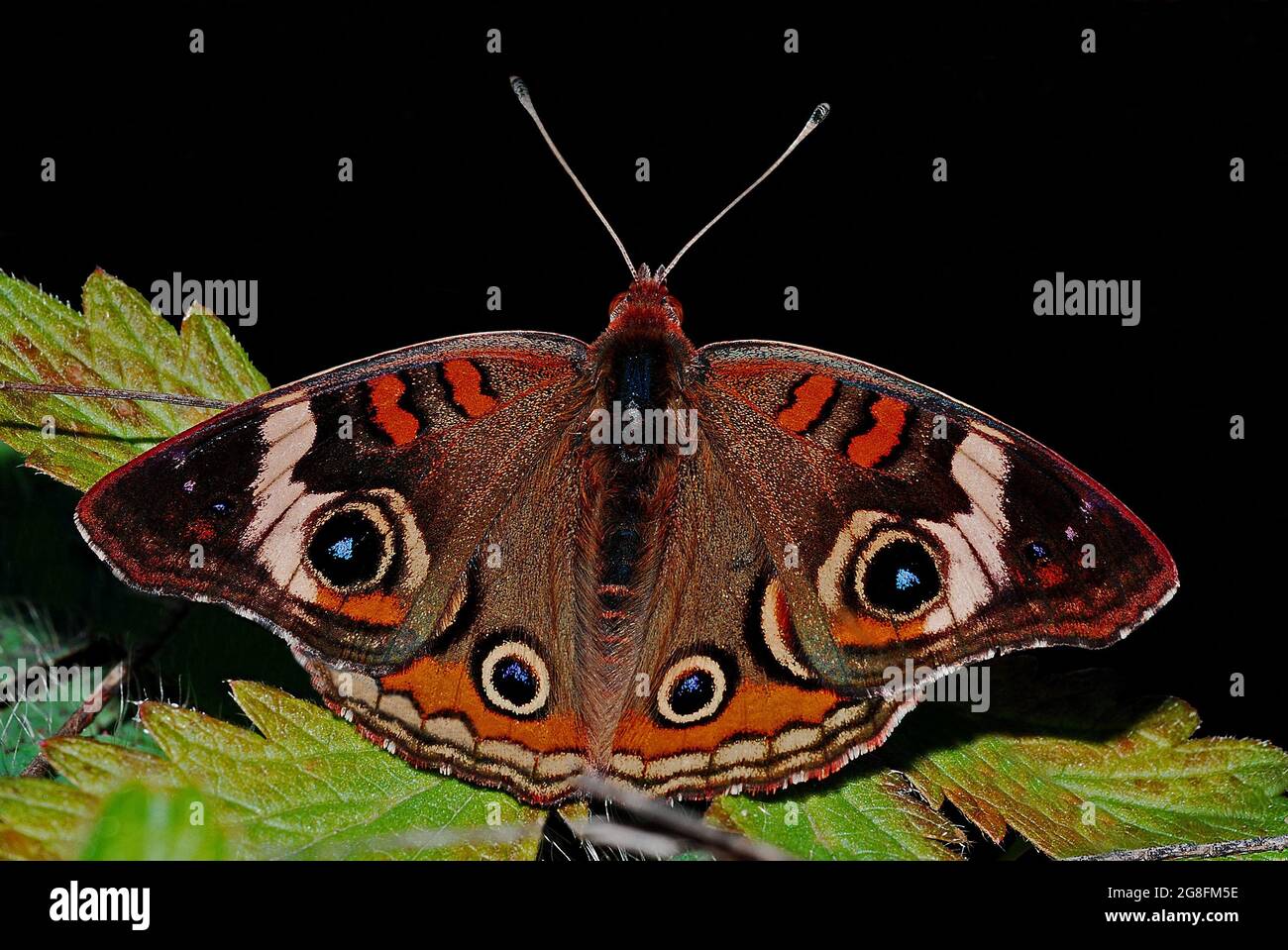 Butterflies in natural environments hi-res stock photography and images ...