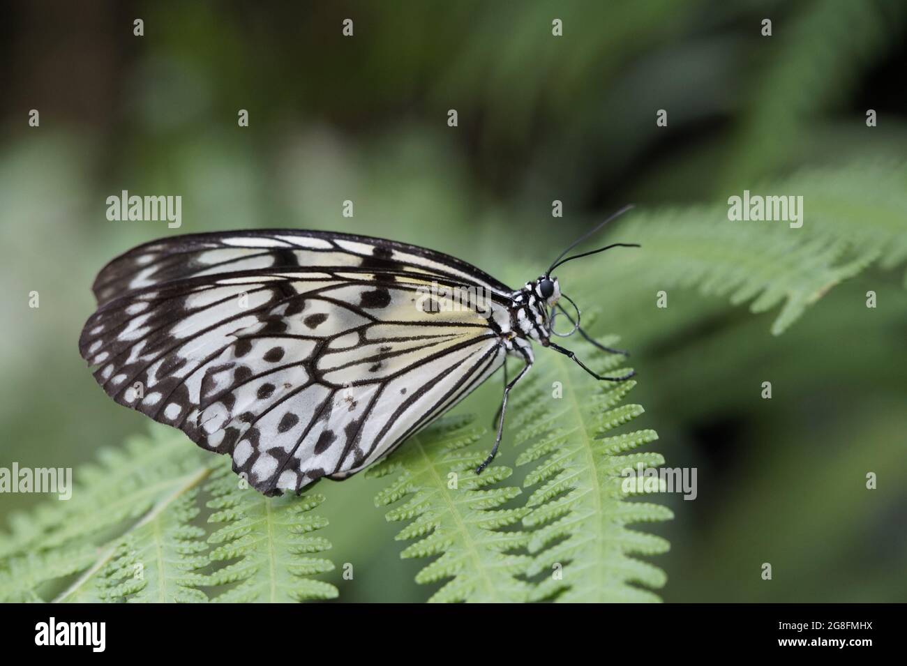 Exotic butterfly species hi-res stock photography and images - Alamy