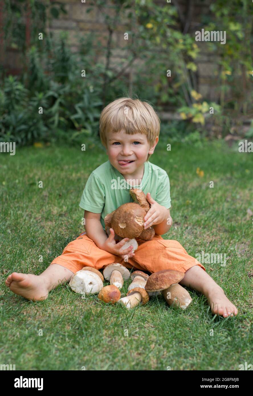 harvest of large and small fresh porcini mushrooms on green grass near ...
