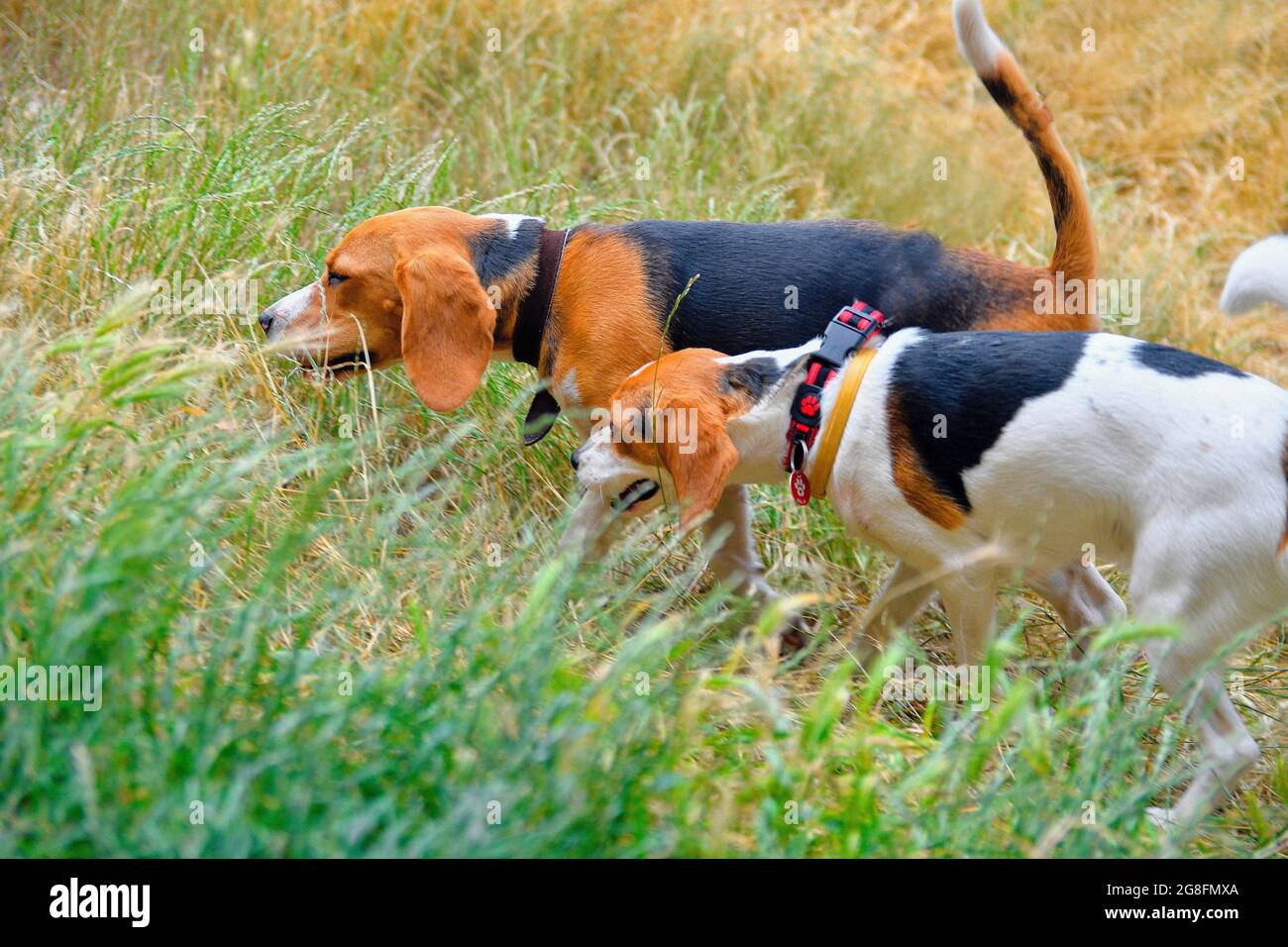 Are Beagles Playing Or Fighting